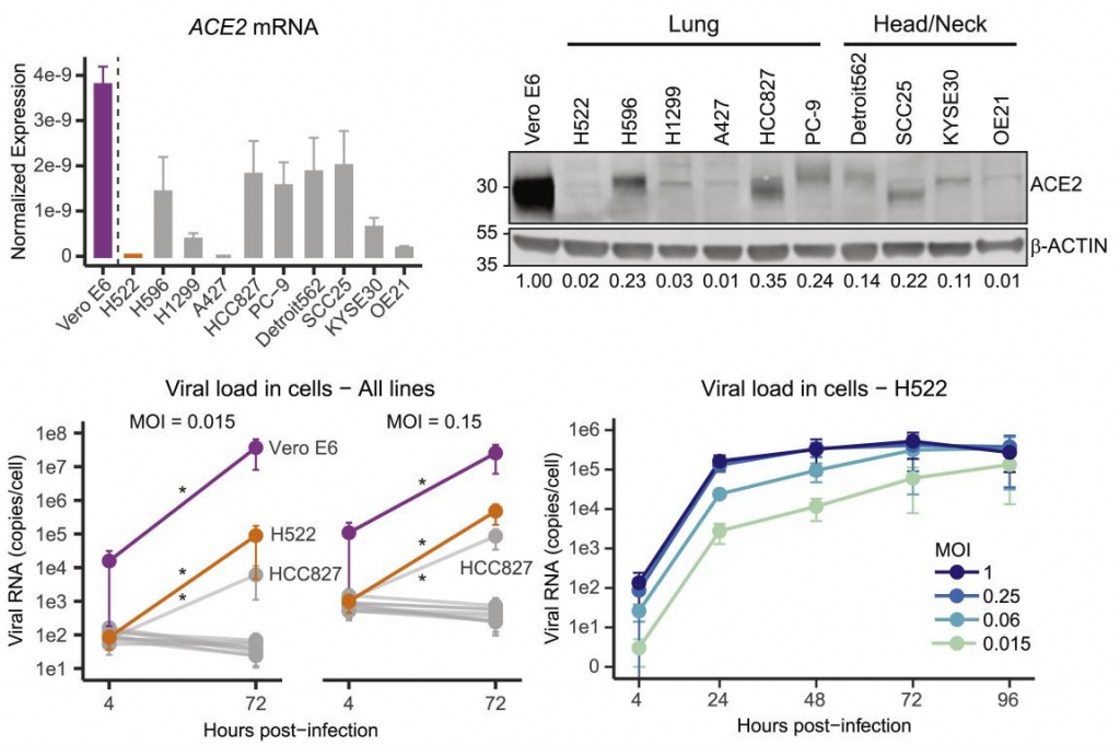 H522 human lung adenocarcinoma cells were infected with SARS-CoV-2 ...